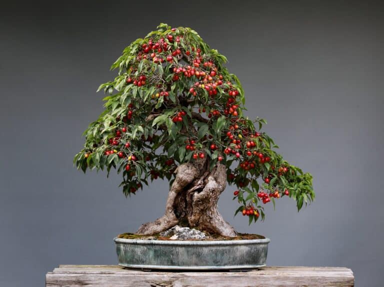 How to Care and Grow for Bonsai Fruit Tree