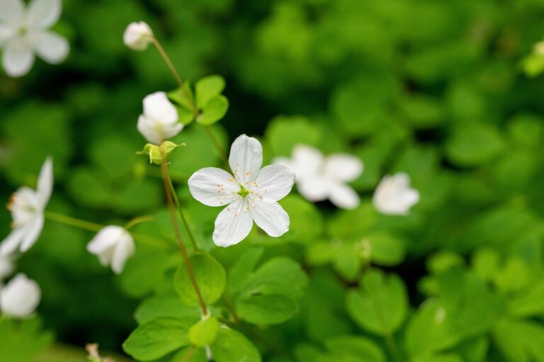 Katniss Plant: Care & Growing Guide